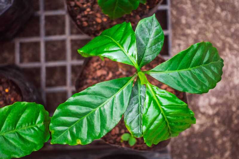 Misiones apuesta al café como nueva alternativa productiva